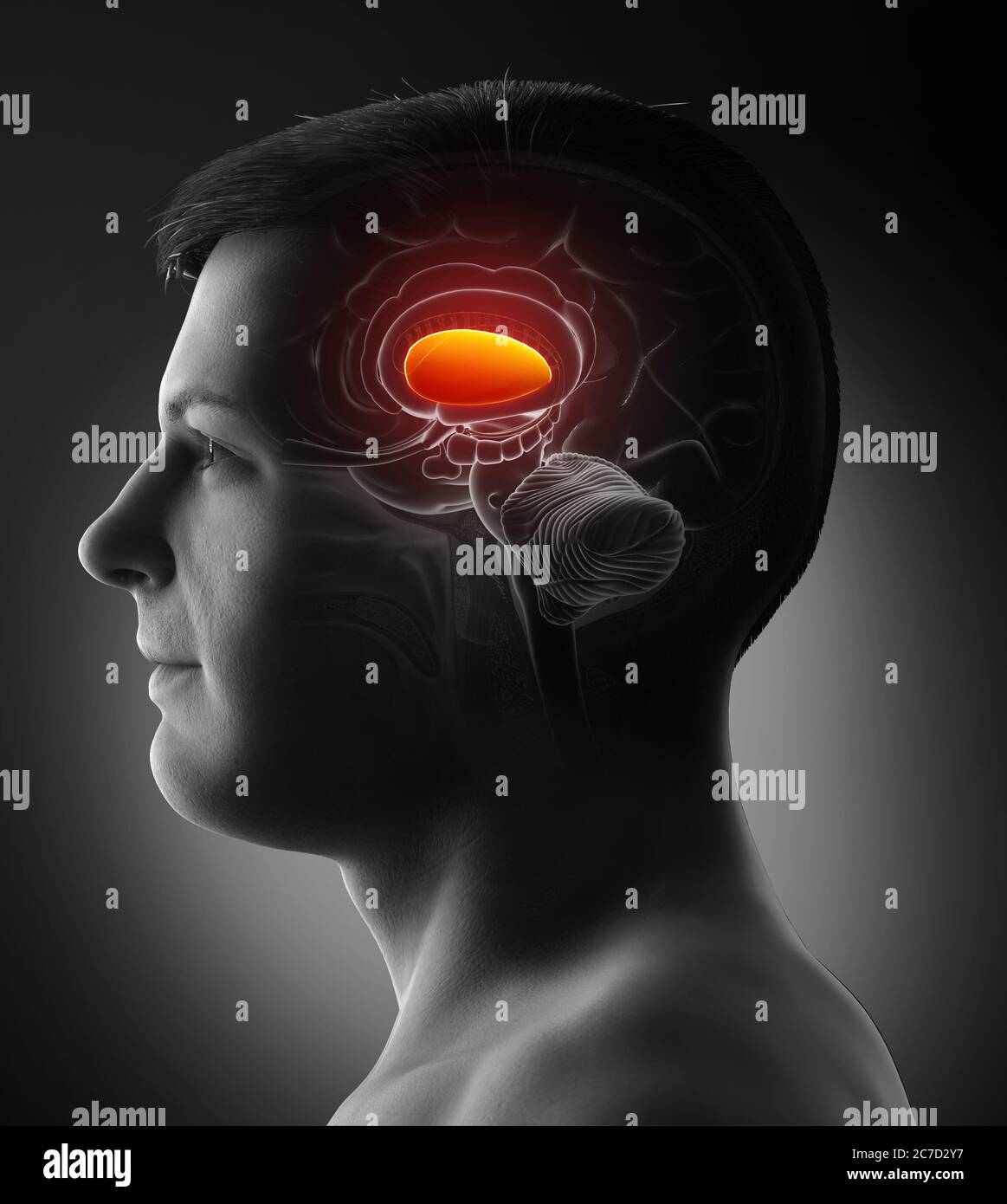 3d rendered medically accurate illustration of a male brains anatomy ...