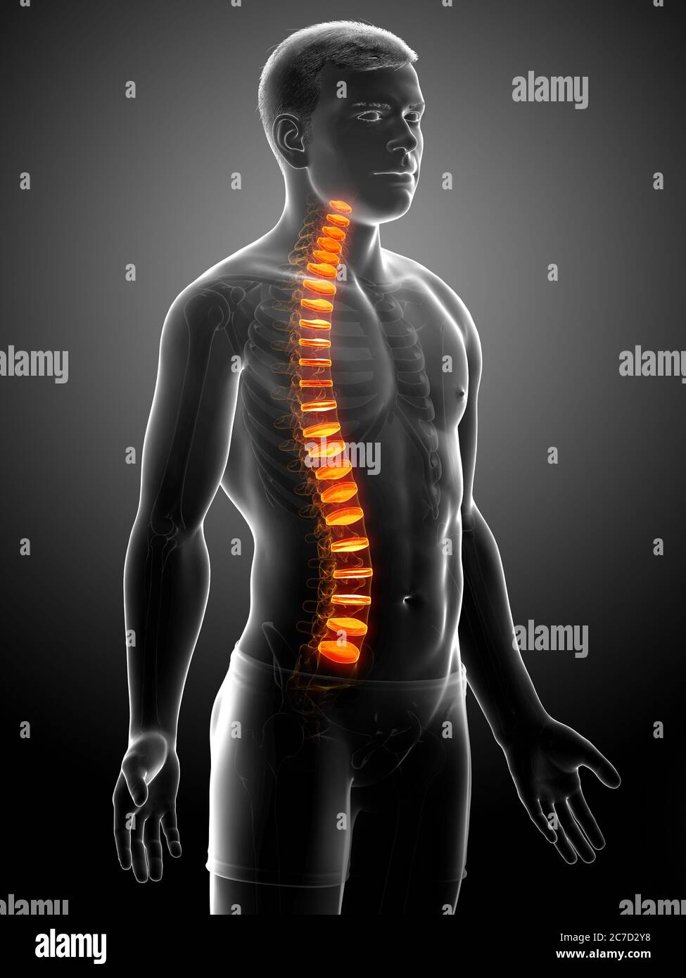 Backbone intervertebral disc anatomy Stock Photo - Alamy