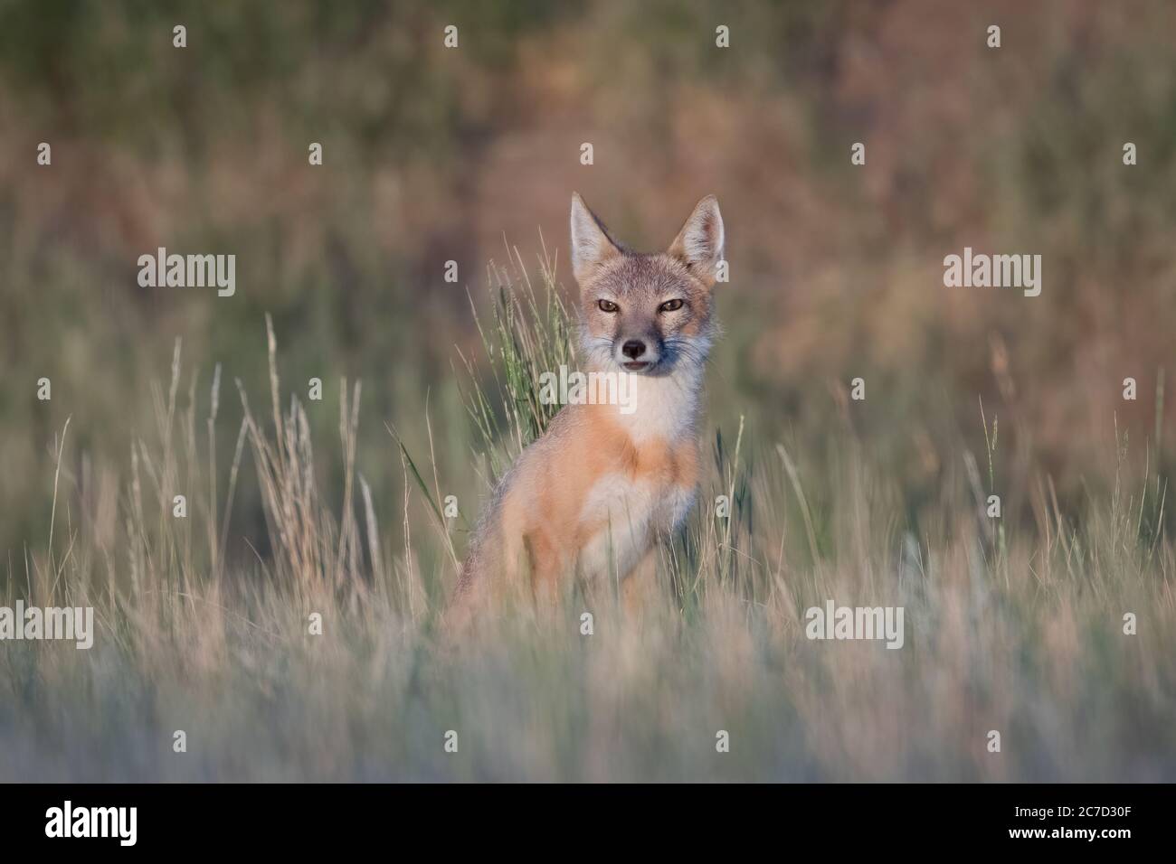 A swift fox looks out over the prairie in the early morning hours of ...