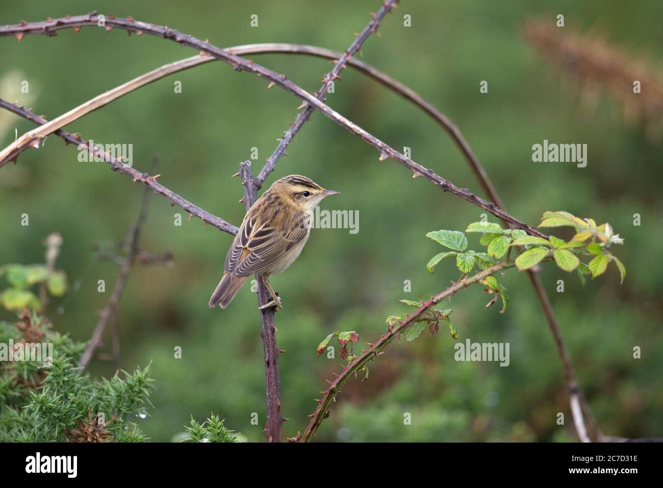 Acrocephalus warbler hi-res stock photography and images - Alamy