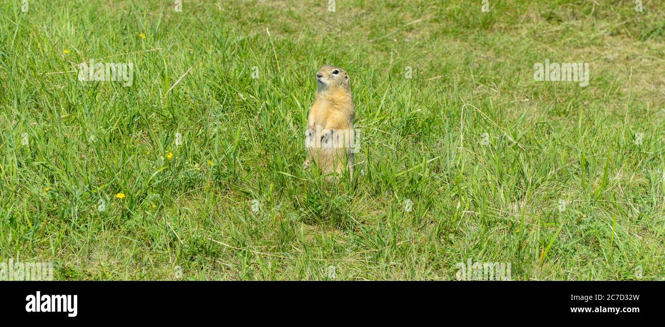 gopher stands among the grass in a forest clearing Stock Photo - Alamy