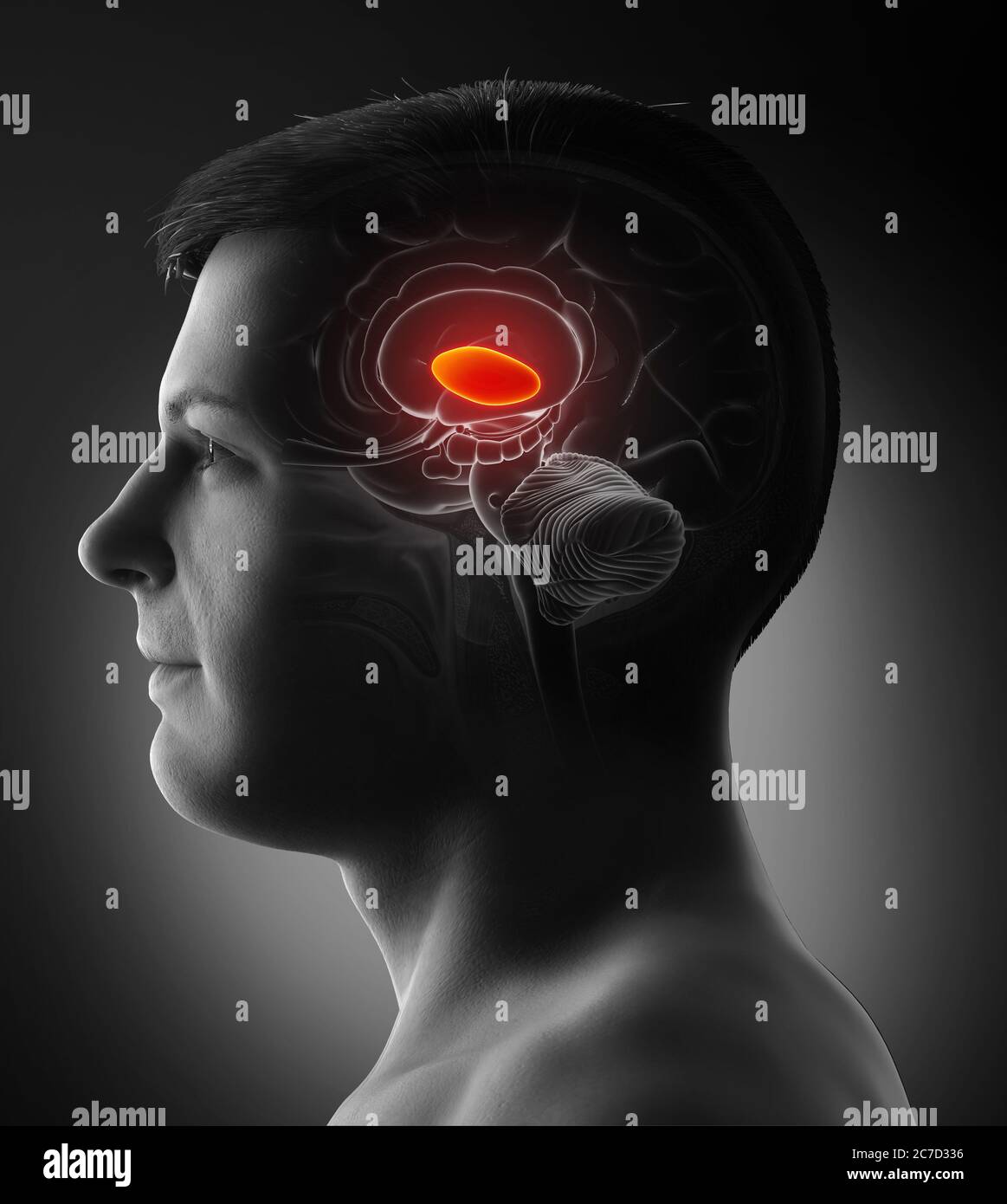 3d rendered medically accurate illustration of a male brain anatomy ...