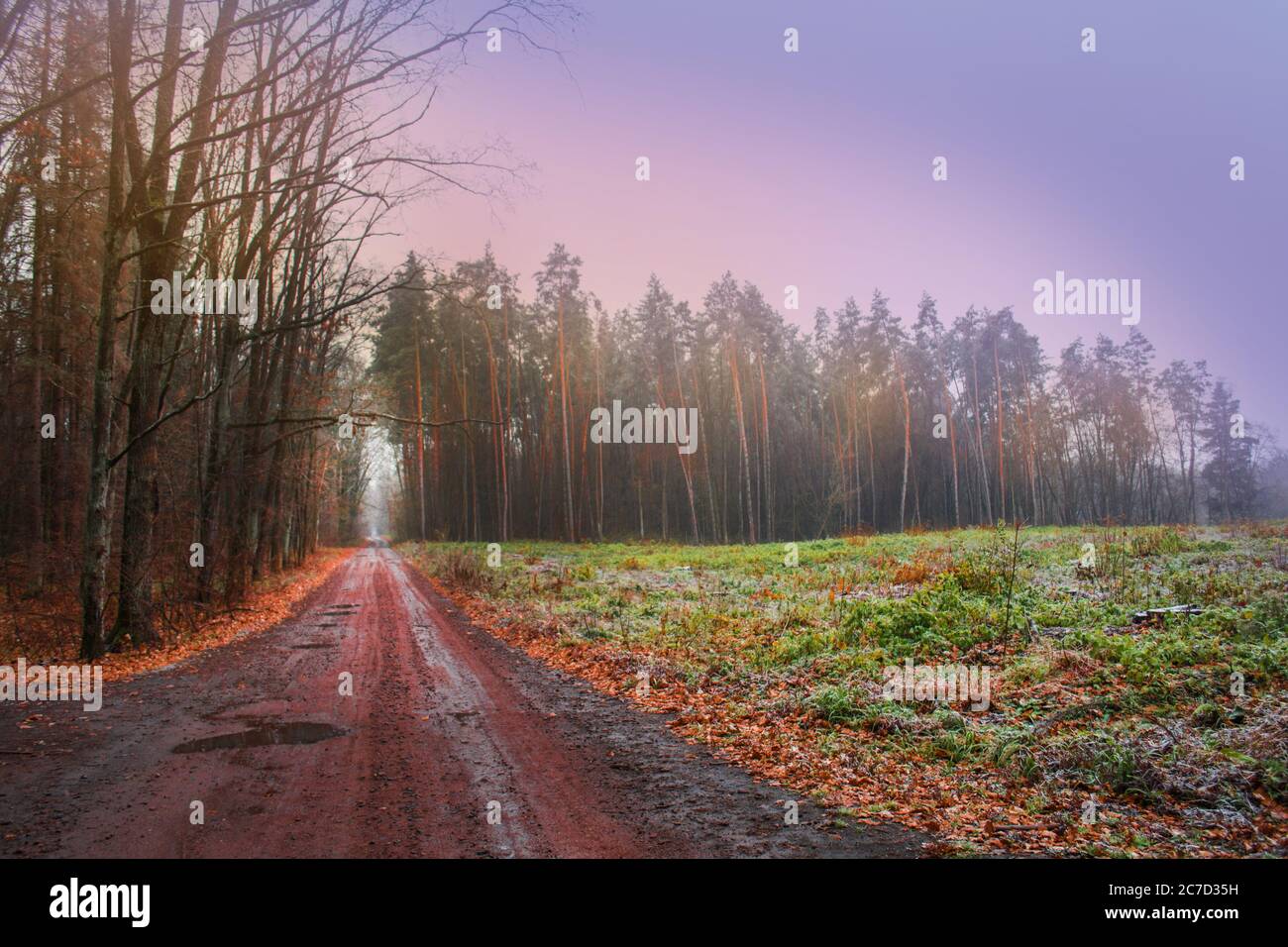 Mystical magic fall forest. Forest with rural magical road in fog ...