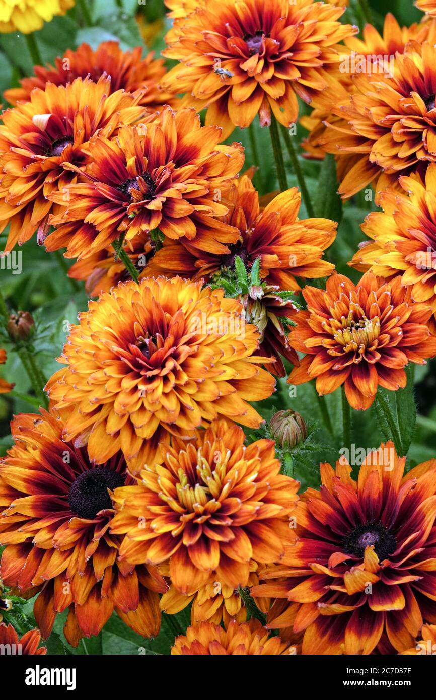 Rudbeckia 'Cherokee Sunset' orange flower bed in July garden Stock ...