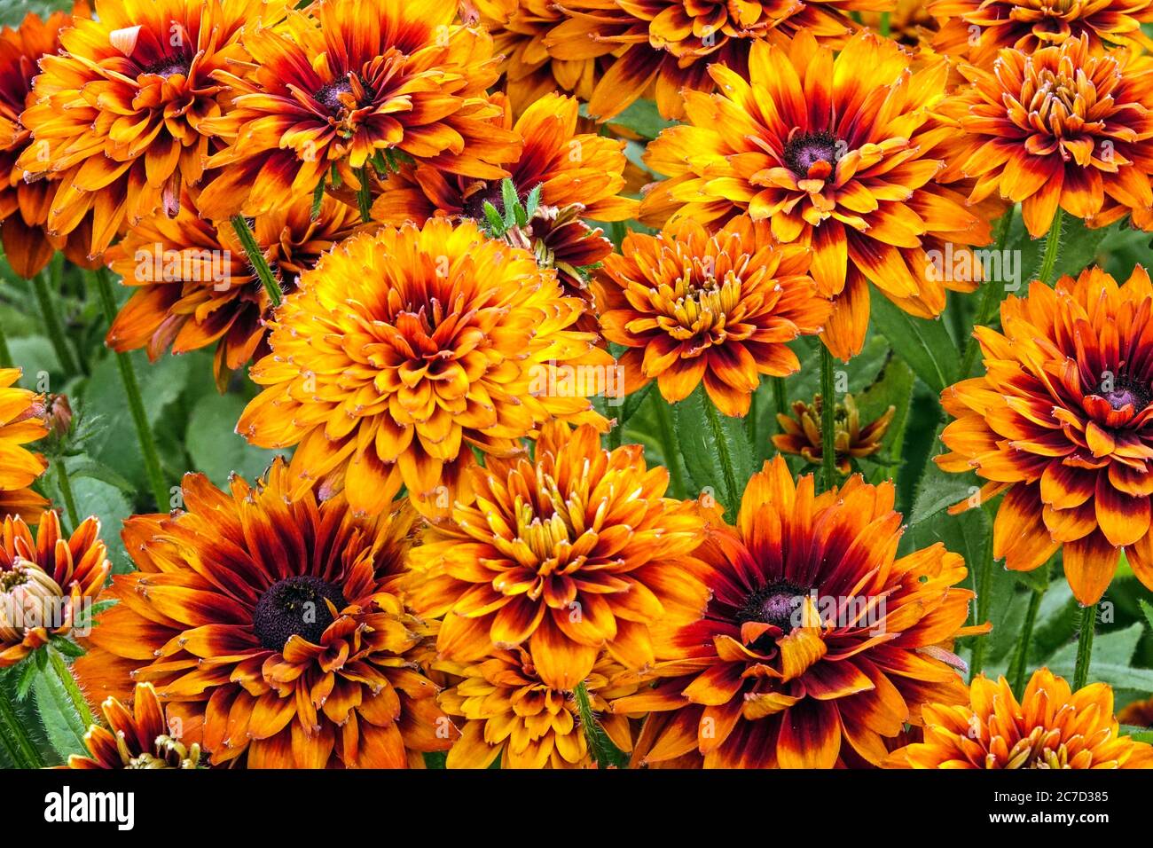 Orange Rudbeckias High Resolution Stock Photography and Images - Alamy