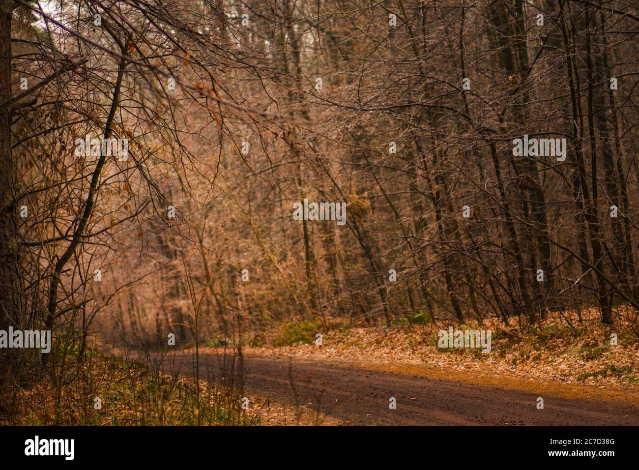 Autumn forest with path. Autumn dawn scenery with colorful trees ...
