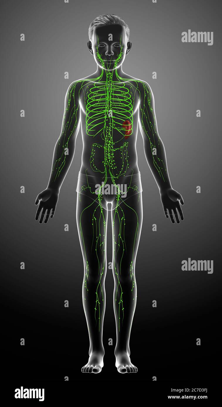 3d rendered medically accurate illustration of a young boy lymphatic ...