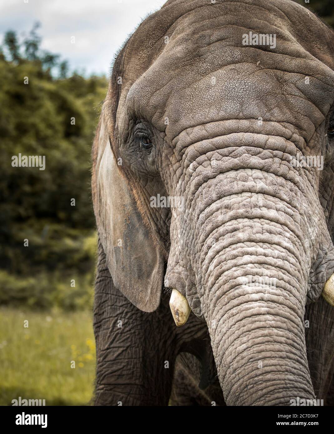 Elephant Head Front View