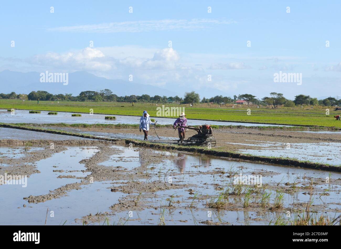 BALI, INDONESIA - May 07, 2005: rice paddy workers bali indonesia Stock ...