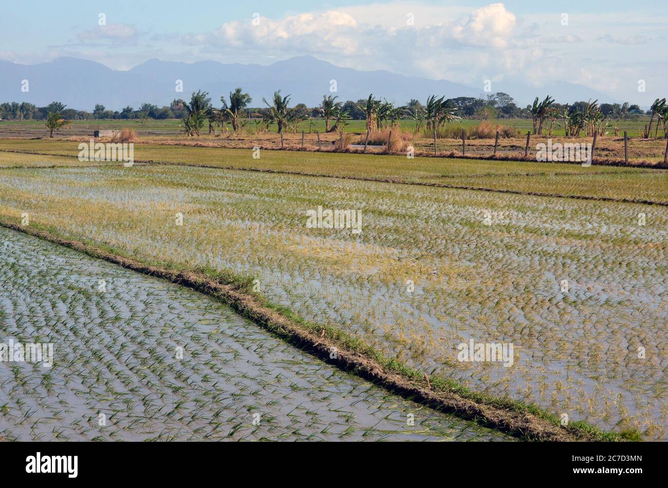 Rice fields in philippines hi-res stock photography and images - Alamy