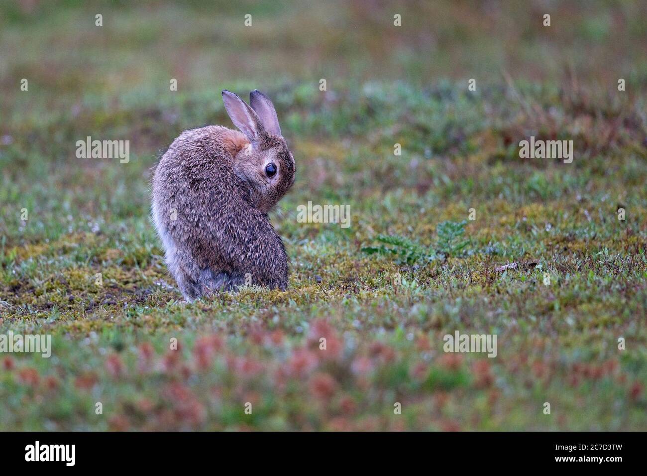 Rabbit back uk hi-res stock photography and images - Alamy
