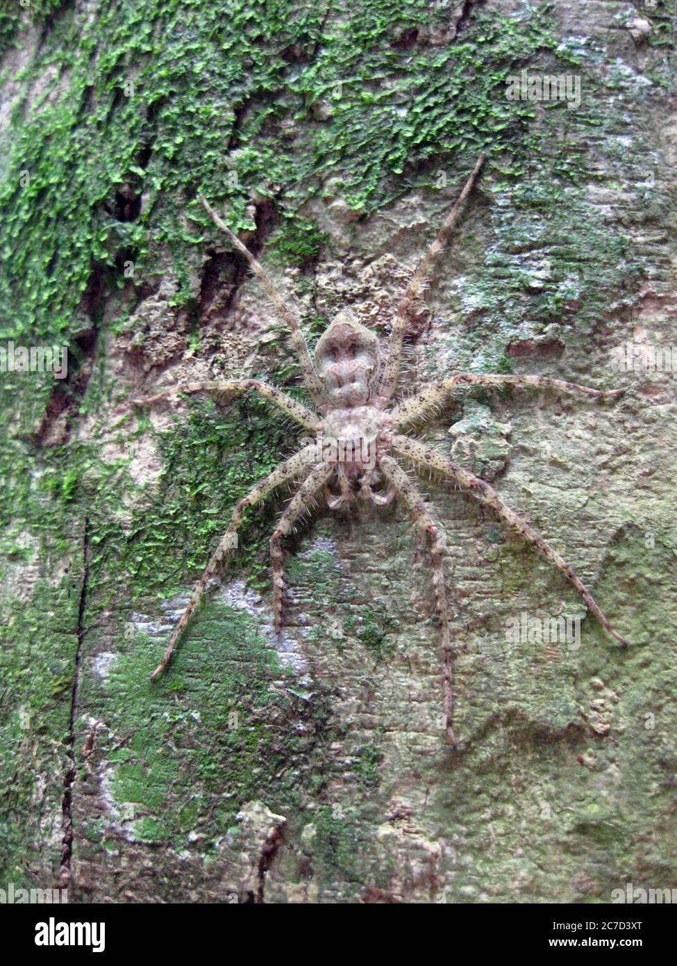 Vertical shot of a rare spider on a tree covered with moss Stock Photo ...