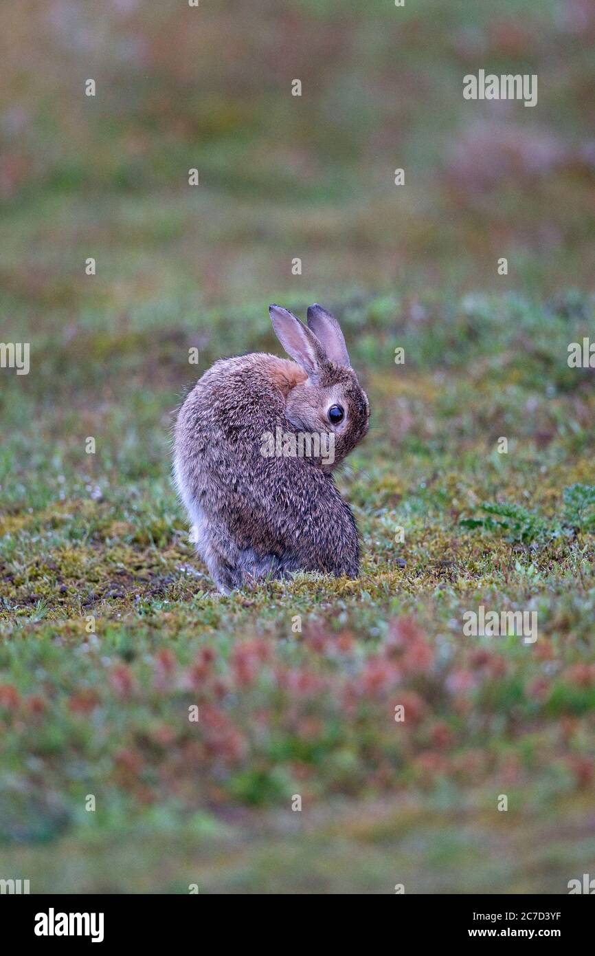 Rabbit grooming oryctolagus cuniculus hi-res stock photography and ...