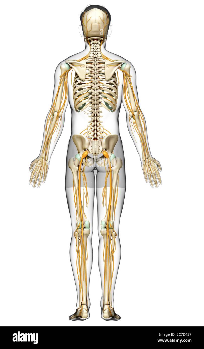 3d rendered medically accurate illustration of the nervous system and ...