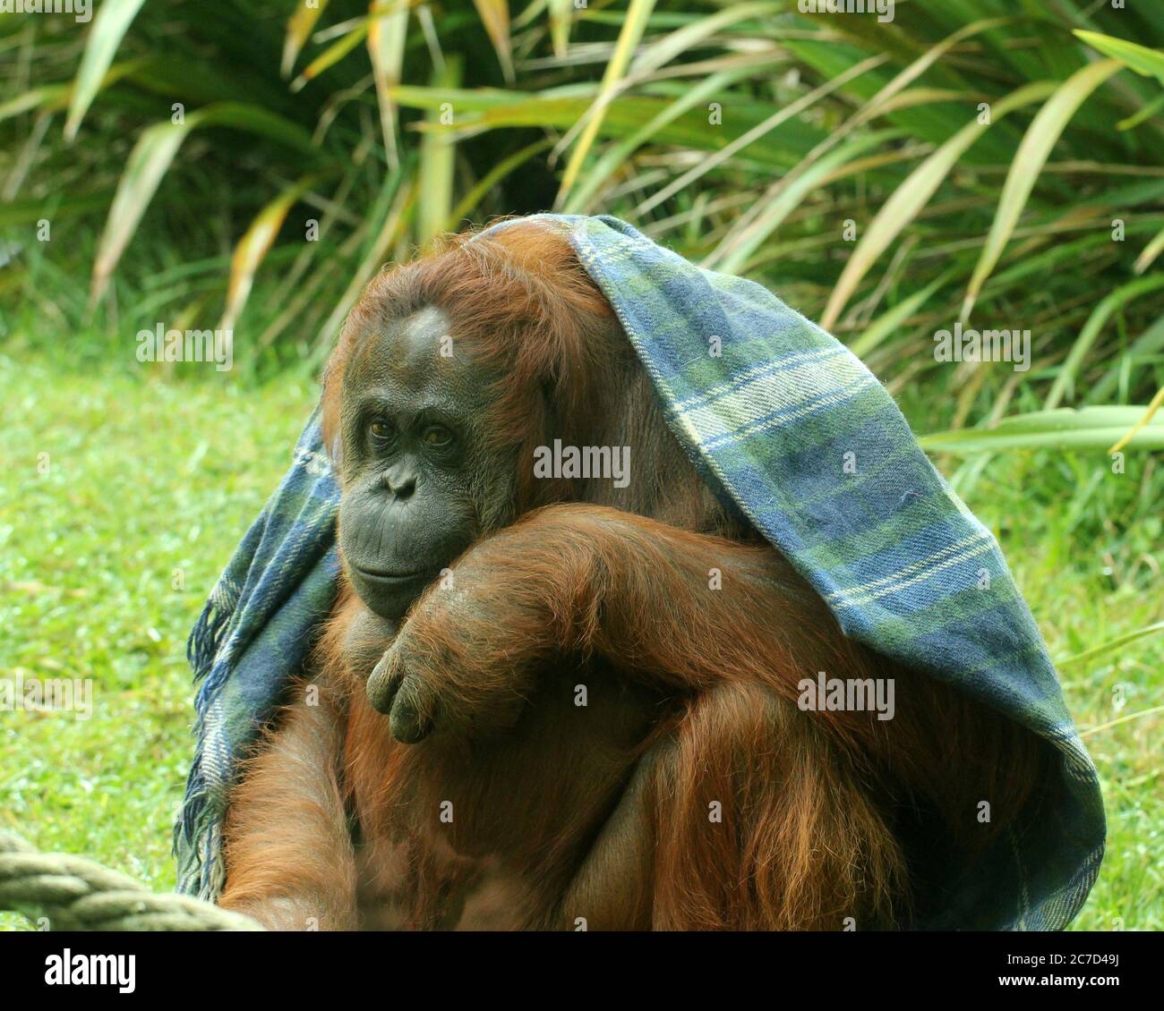 Orangutan in the Rain Stock Photo - Alamy
