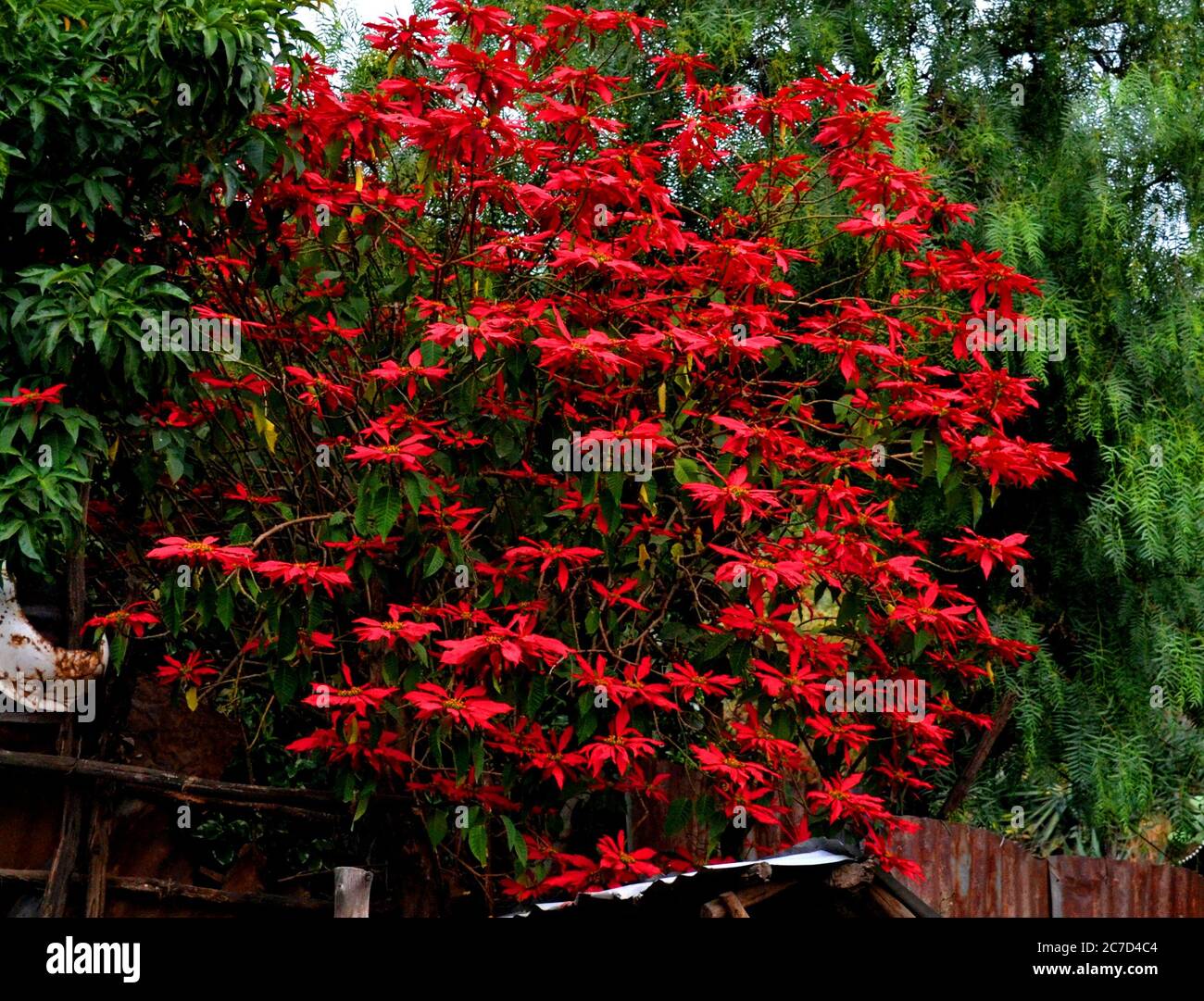 Ethiopian flowers hi-res stock photography and images - Alamy