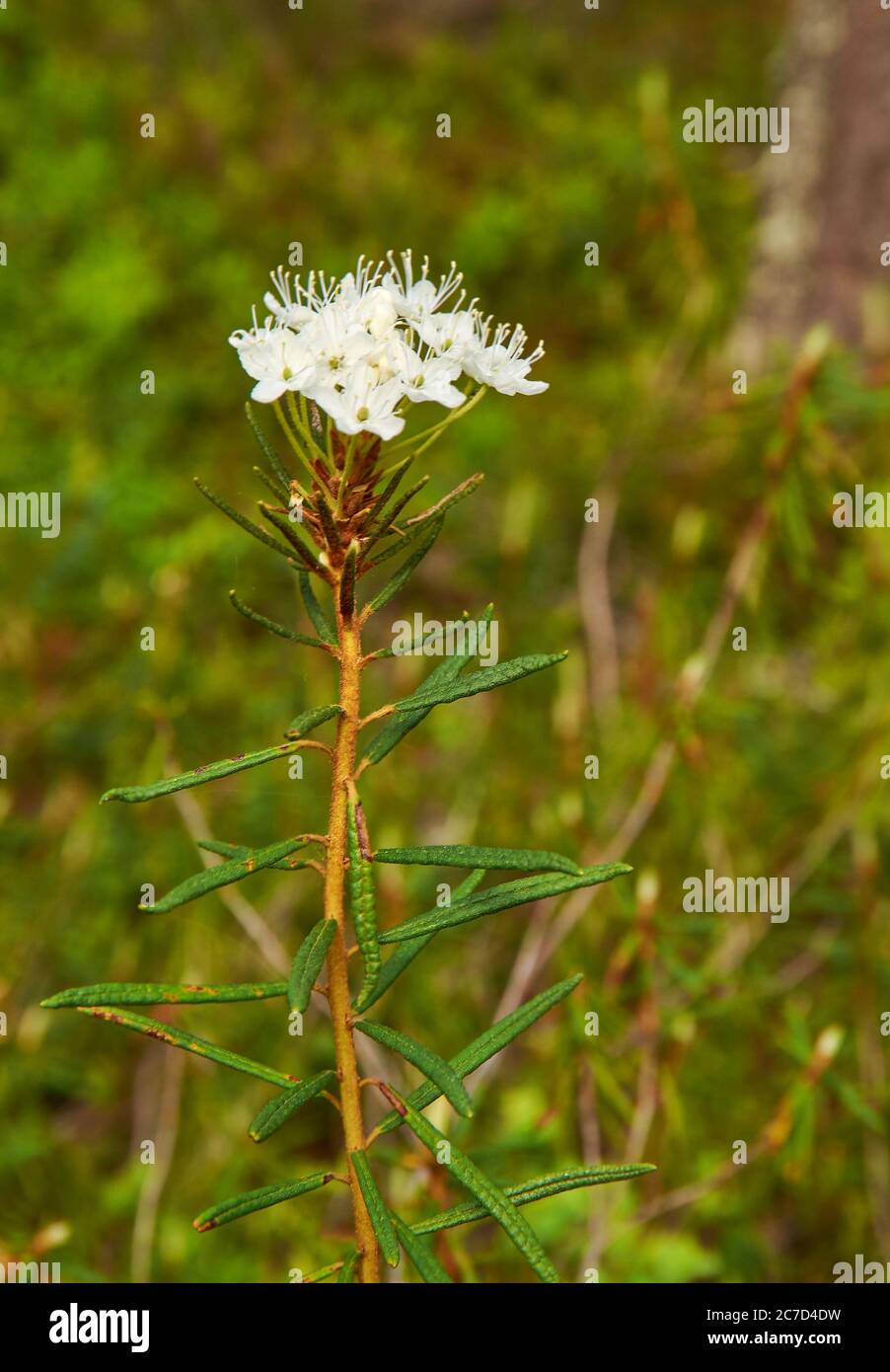 Flowering Rhododendron tomentosum - known as marsh Labrador tea ...