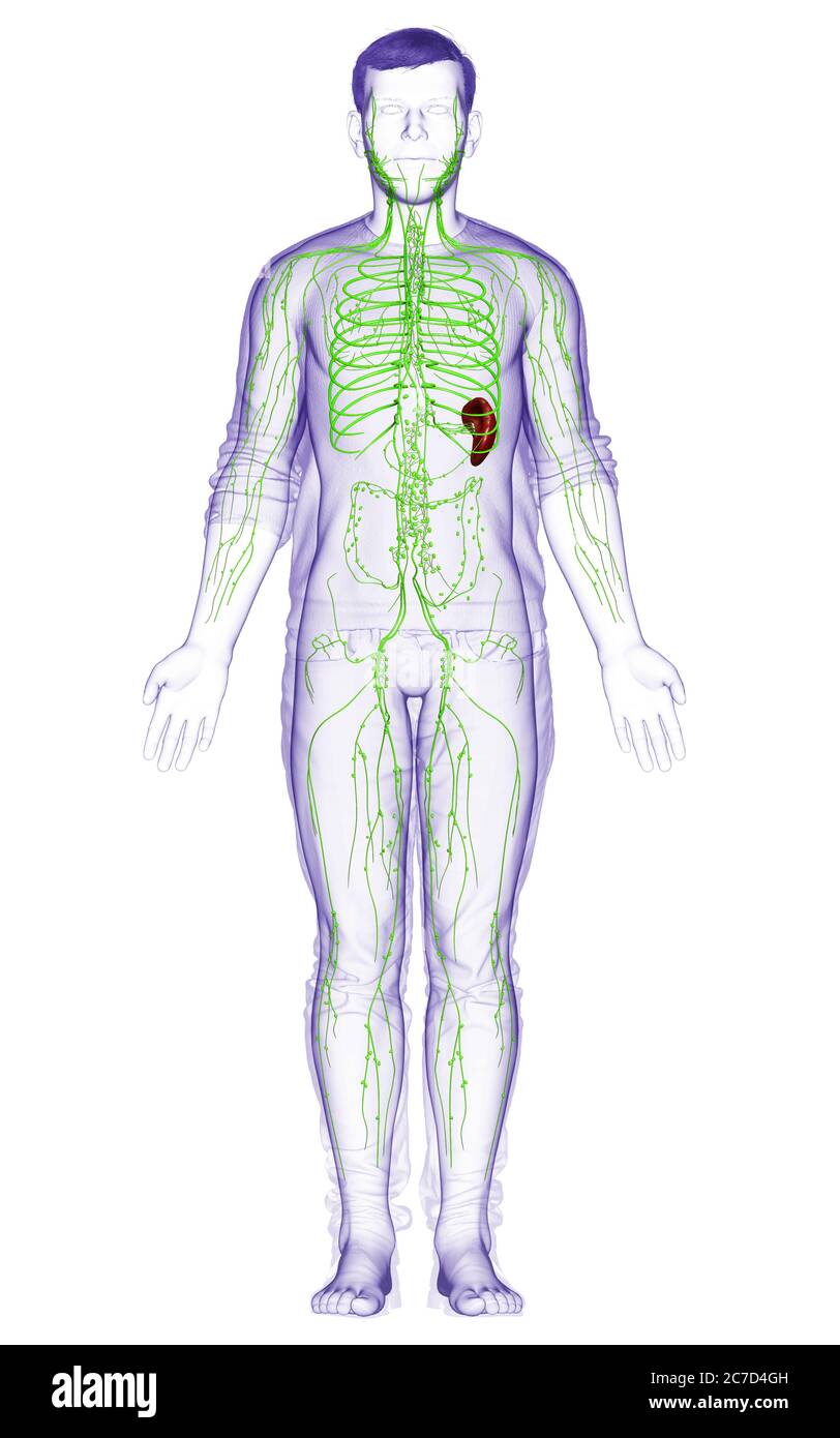 3d rendered medically accurate illustration of a male lymphatic system ...