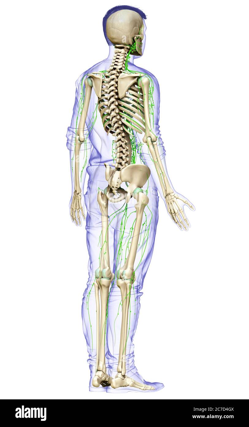 3d rendered medically accurate illustration of a male lymphatic system ...