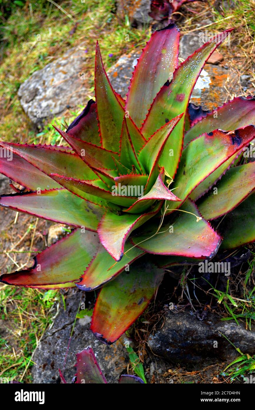Giant aloe vera plant, Ethiopia Stock Photo - Alamy