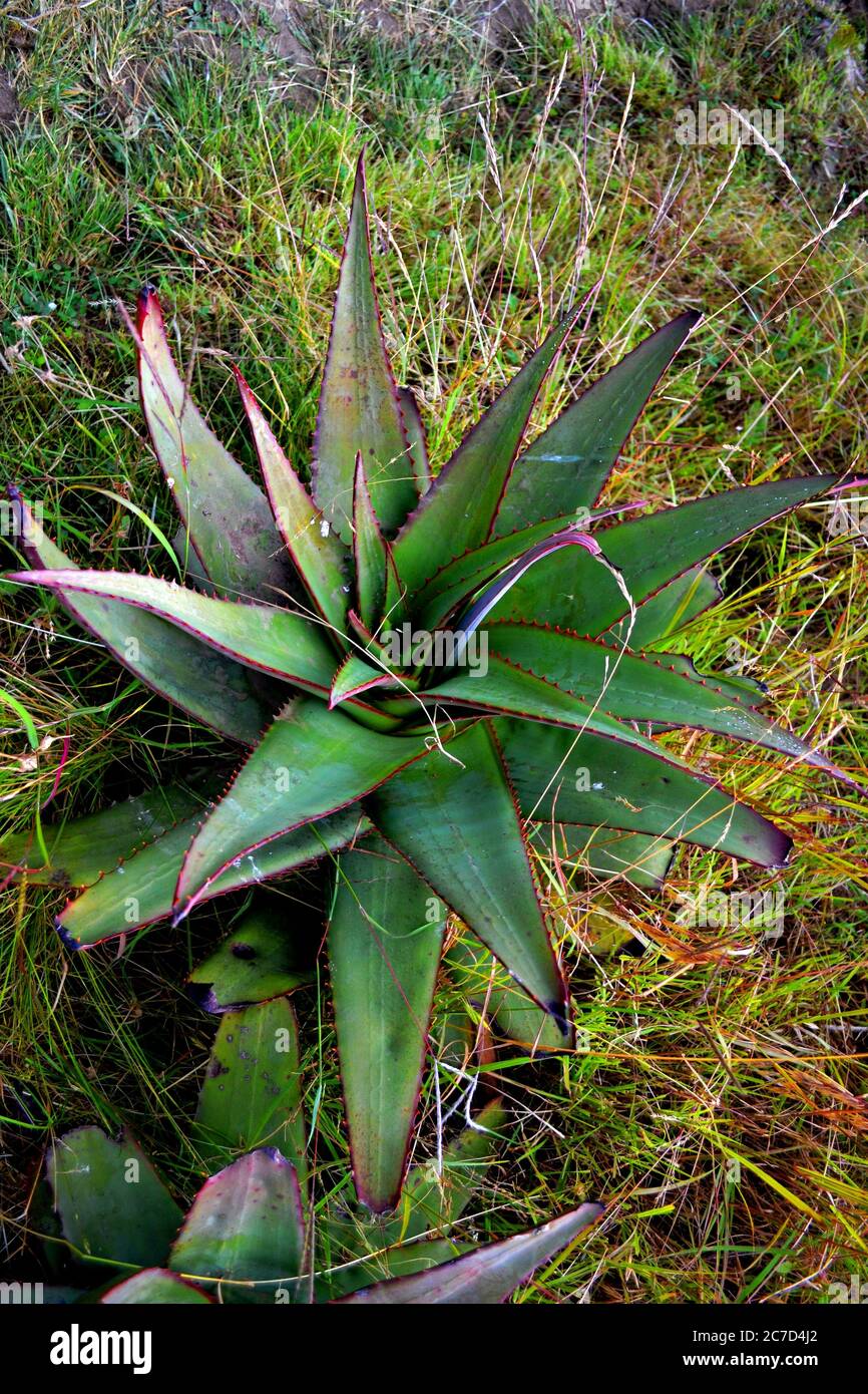 Giant aloe vera plant, Ethiopia Stock Photo - Alamy