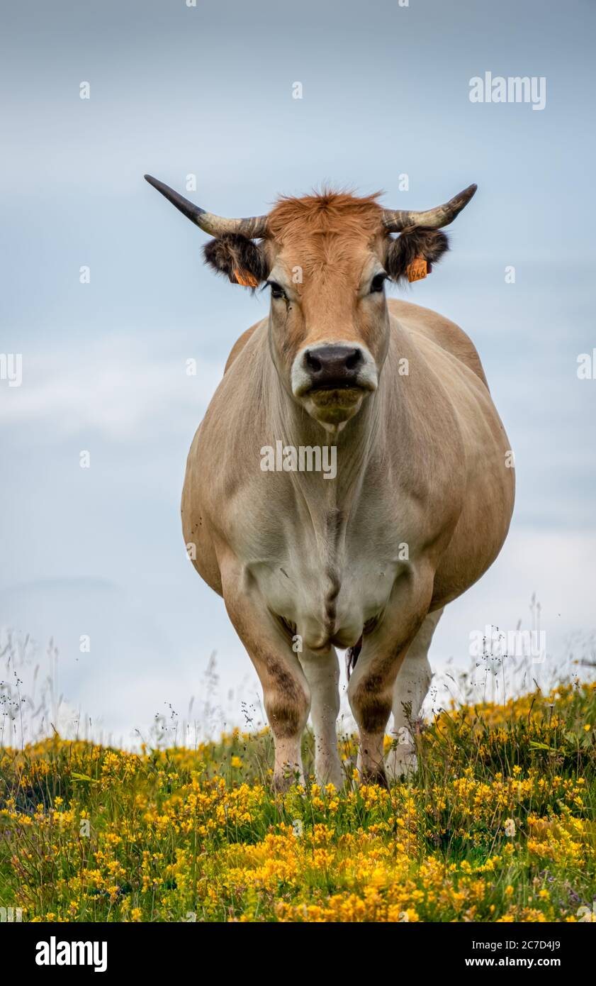portrait of an Aubrac cow looking at camera , grazing in fields at ...
