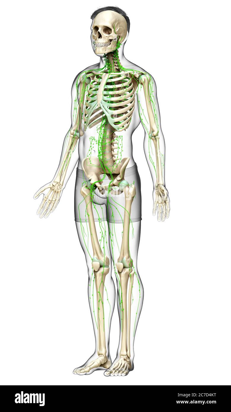 3d rendered medically accurate illustration of a male lymphatic system ...
