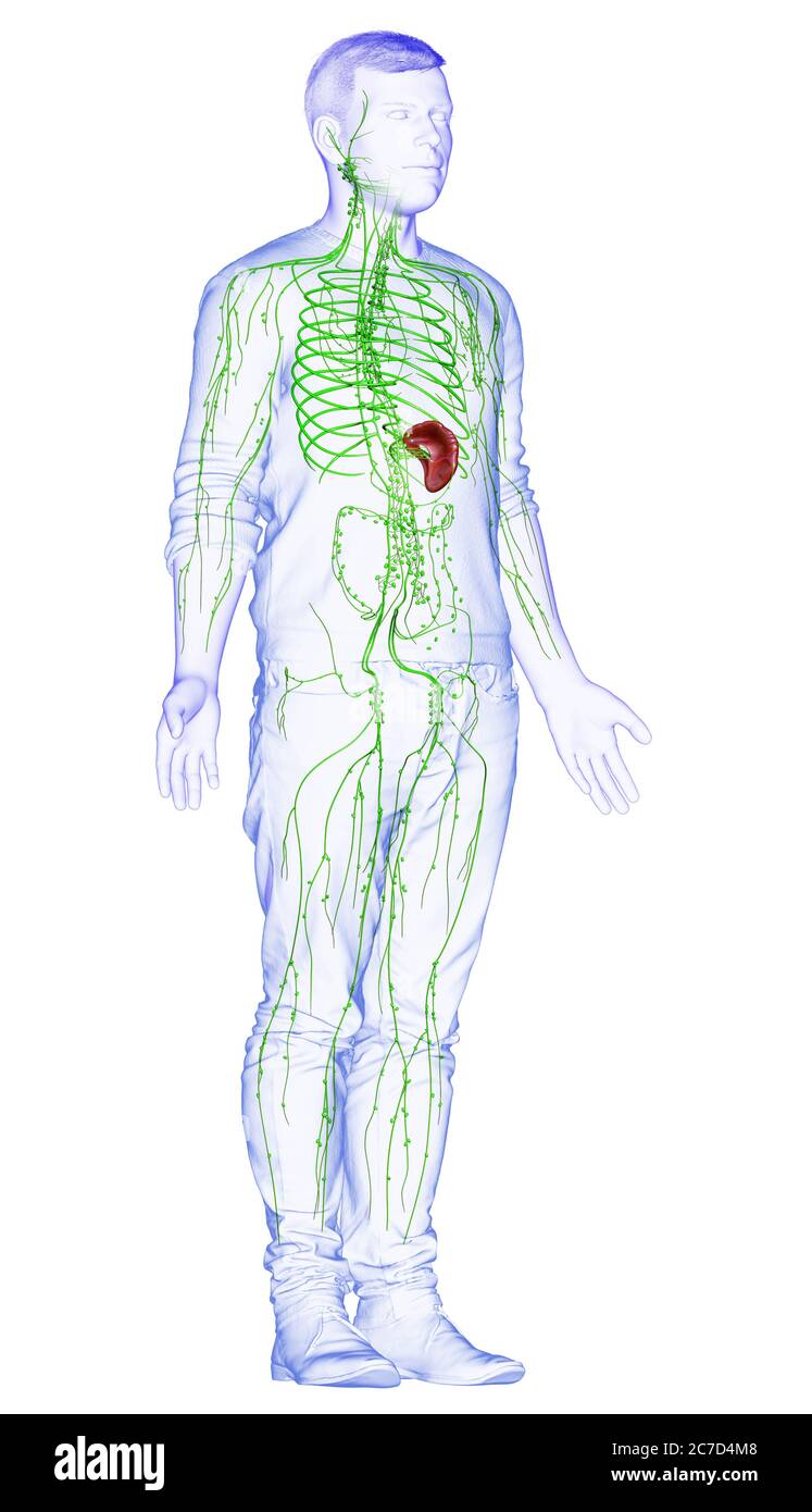 3d rendered medically accurate illustration of a male lymphatic system ...