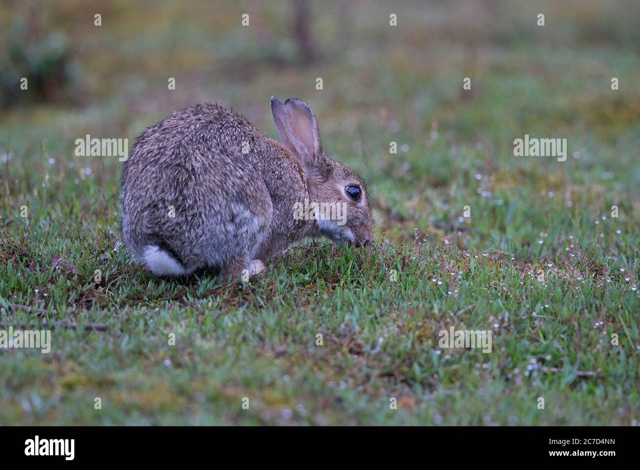 Oryctolagus cuniculus hi-res stock photography and images - Alamy