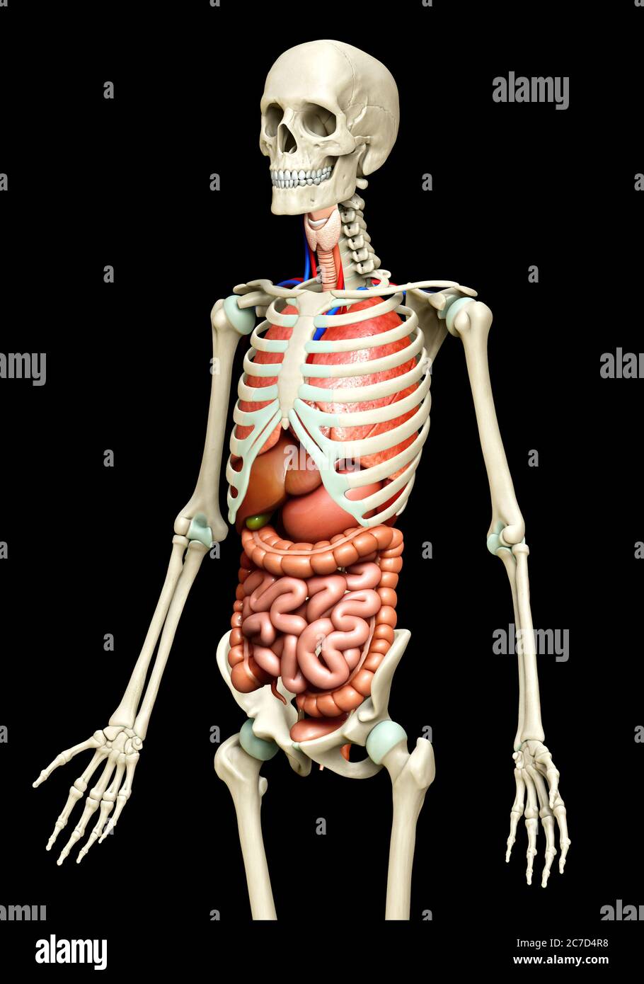 3d rendered medically accurate illustration of Internal organs and ...