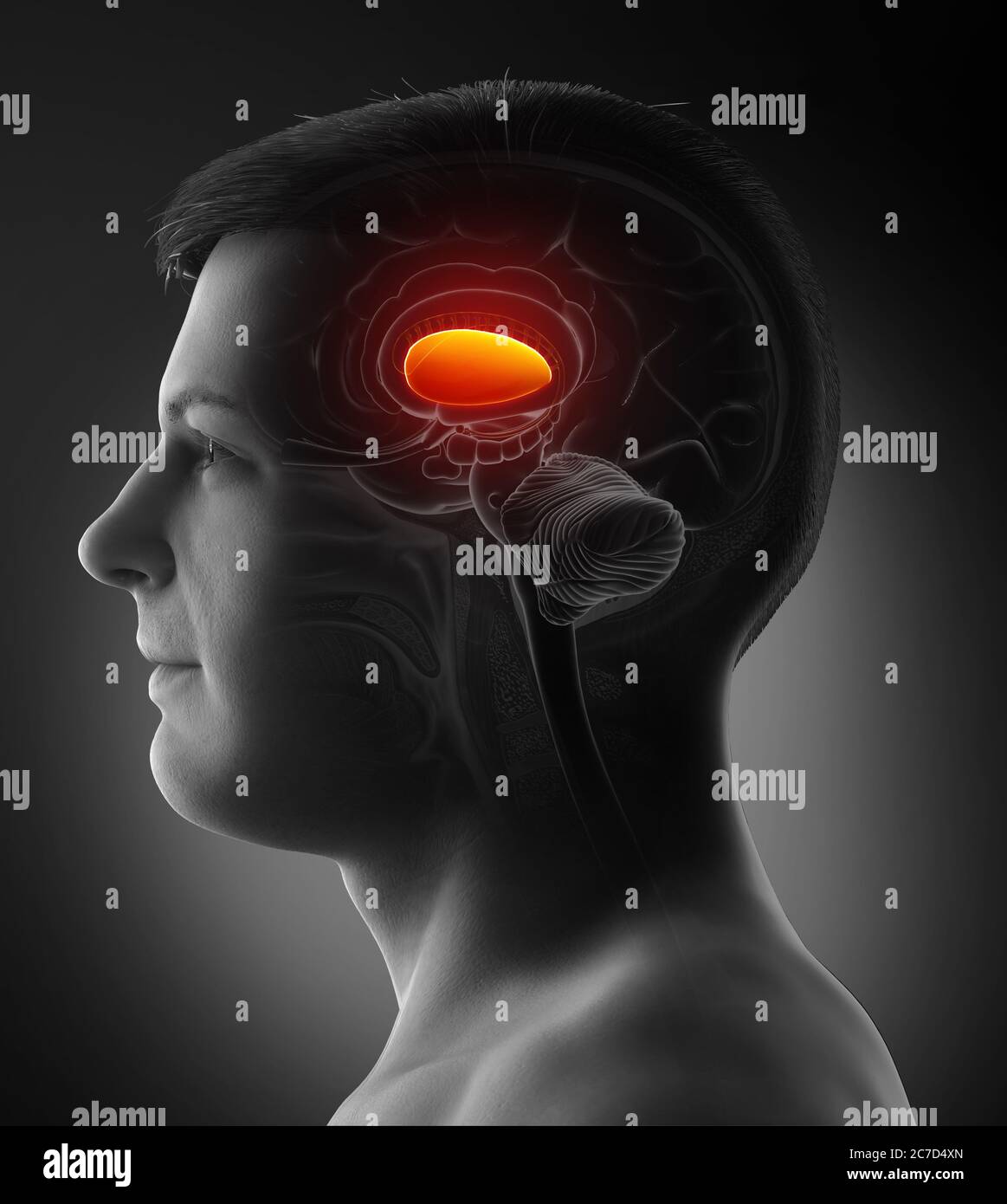 Putamen brain hi-res stock photography and images - Alamy