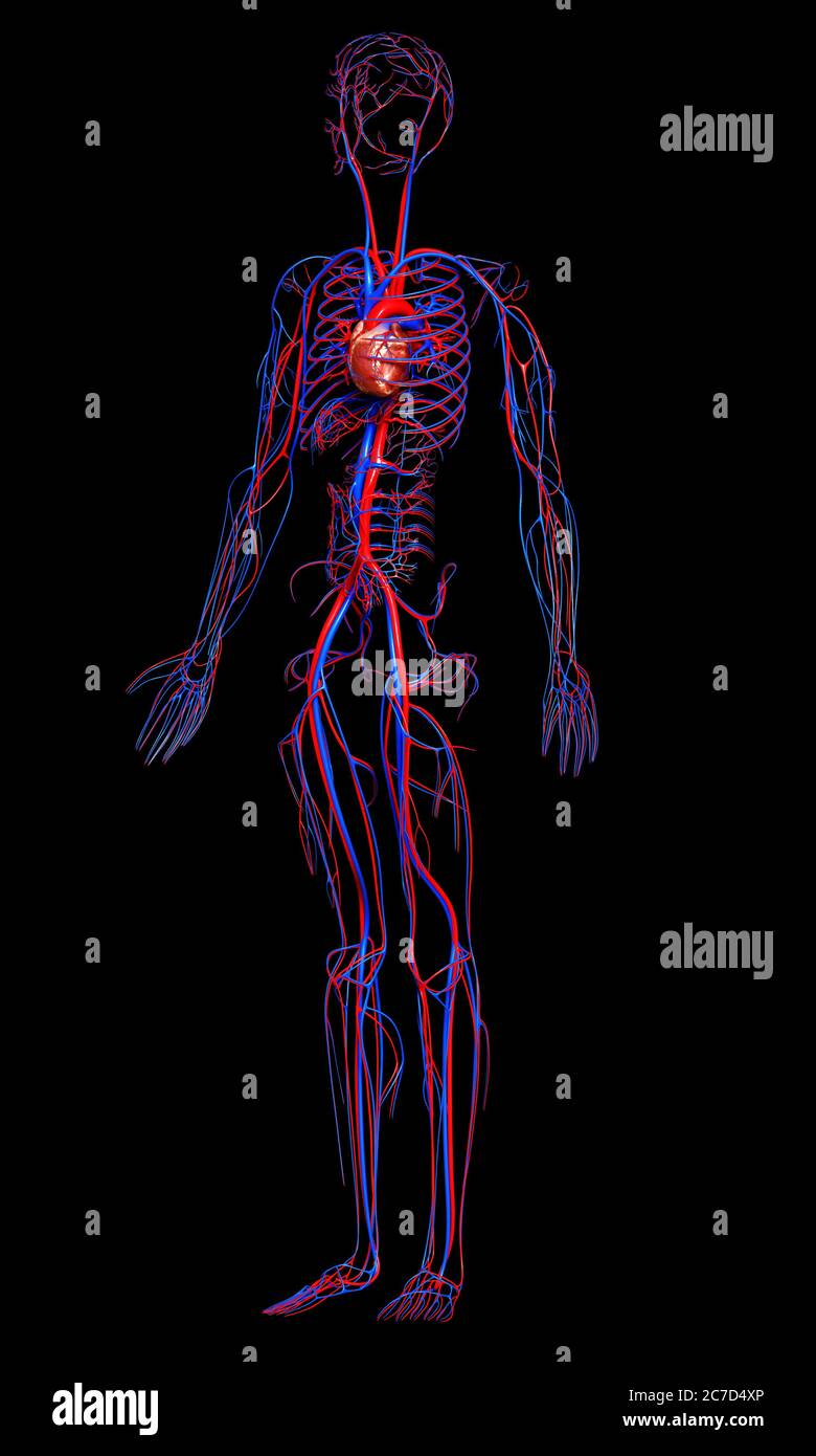 3d rendered medically accurate illustration of the circulatory system ...