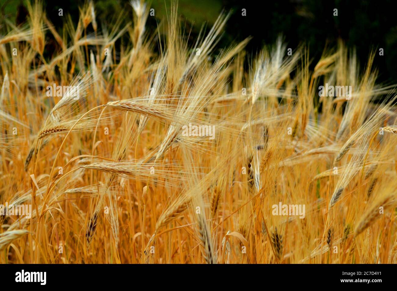 Field with wheat, Ethiopia Stock Photo - Alamy