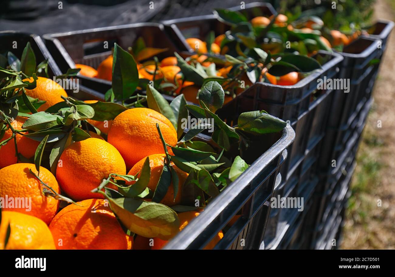 Black plastic fruit boxes full of oranges by orange trees during ...