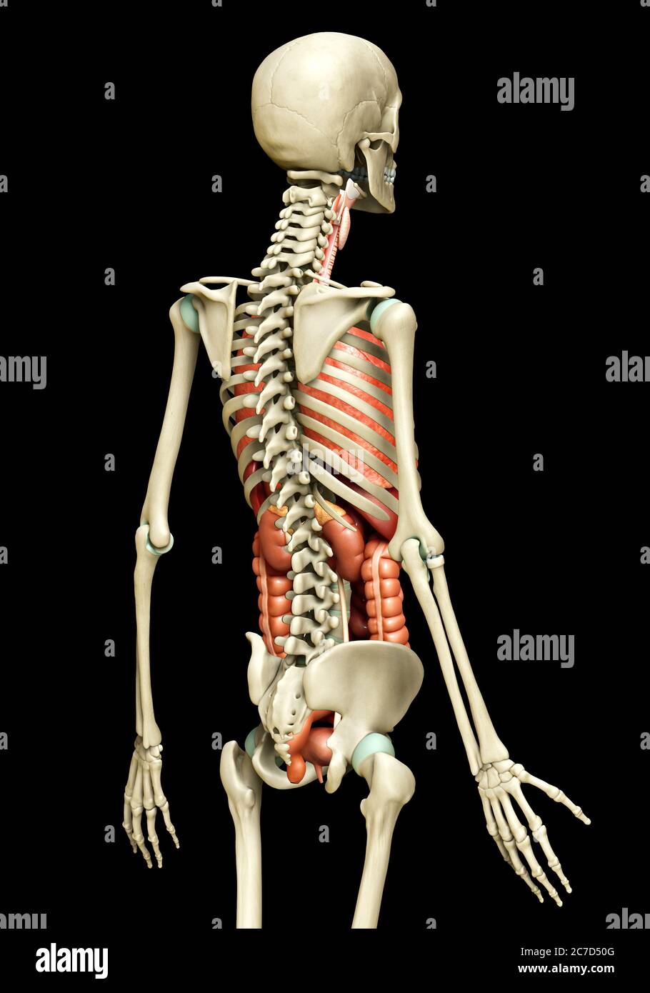 3d rendered medically accurate illustration of Internal organs and ...