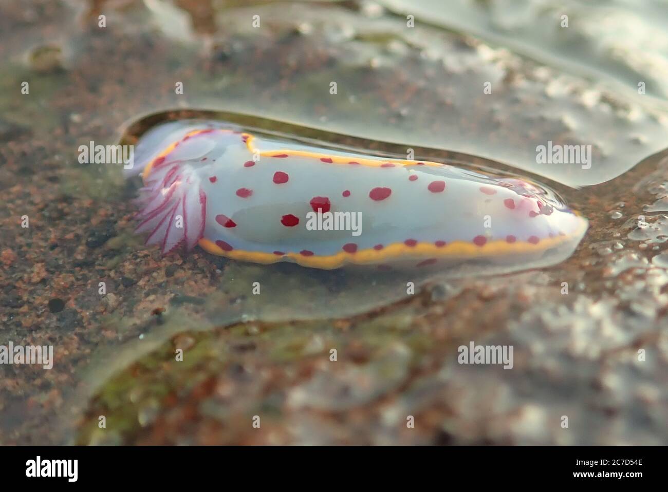 Blue dragon sea slug nudibranch hi-res stock photography and images - Alamy