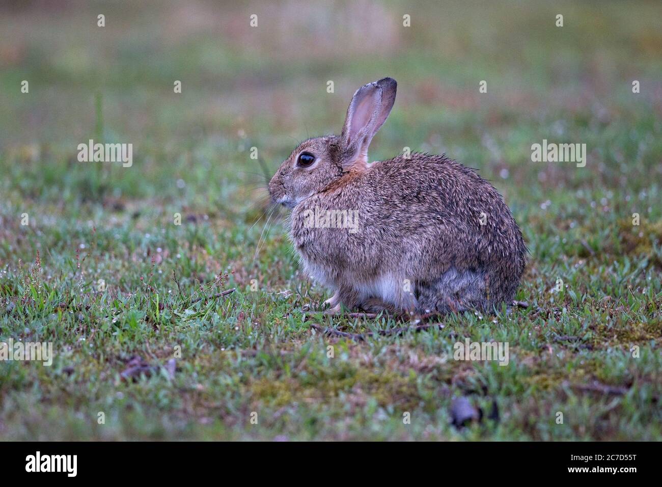 Oryctolagus cuniculus mammal hi-res stock photography and images - Alamy