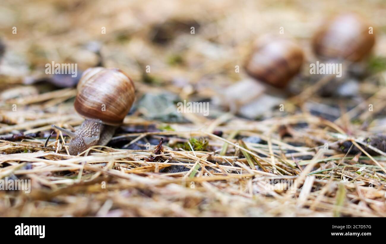 A lot of garden snails hi-res stock photography and images - Alamy