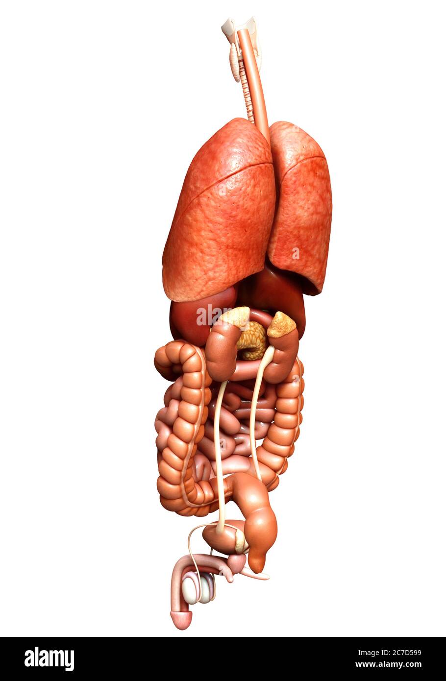 3d rendered medically accurate illustration of Internal organs Stock ...