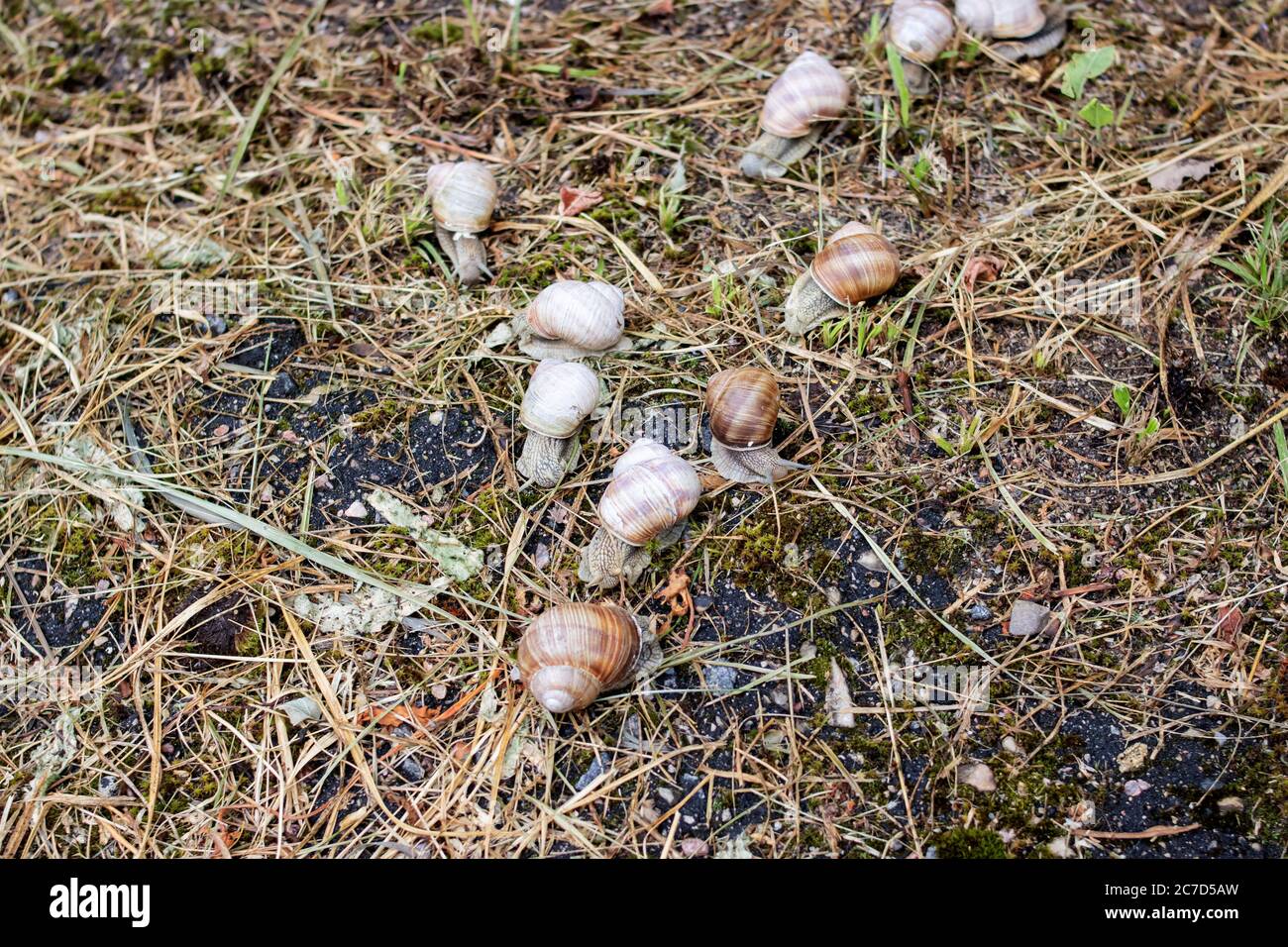 Many snails grass hi-res stock photography and images - Alamy