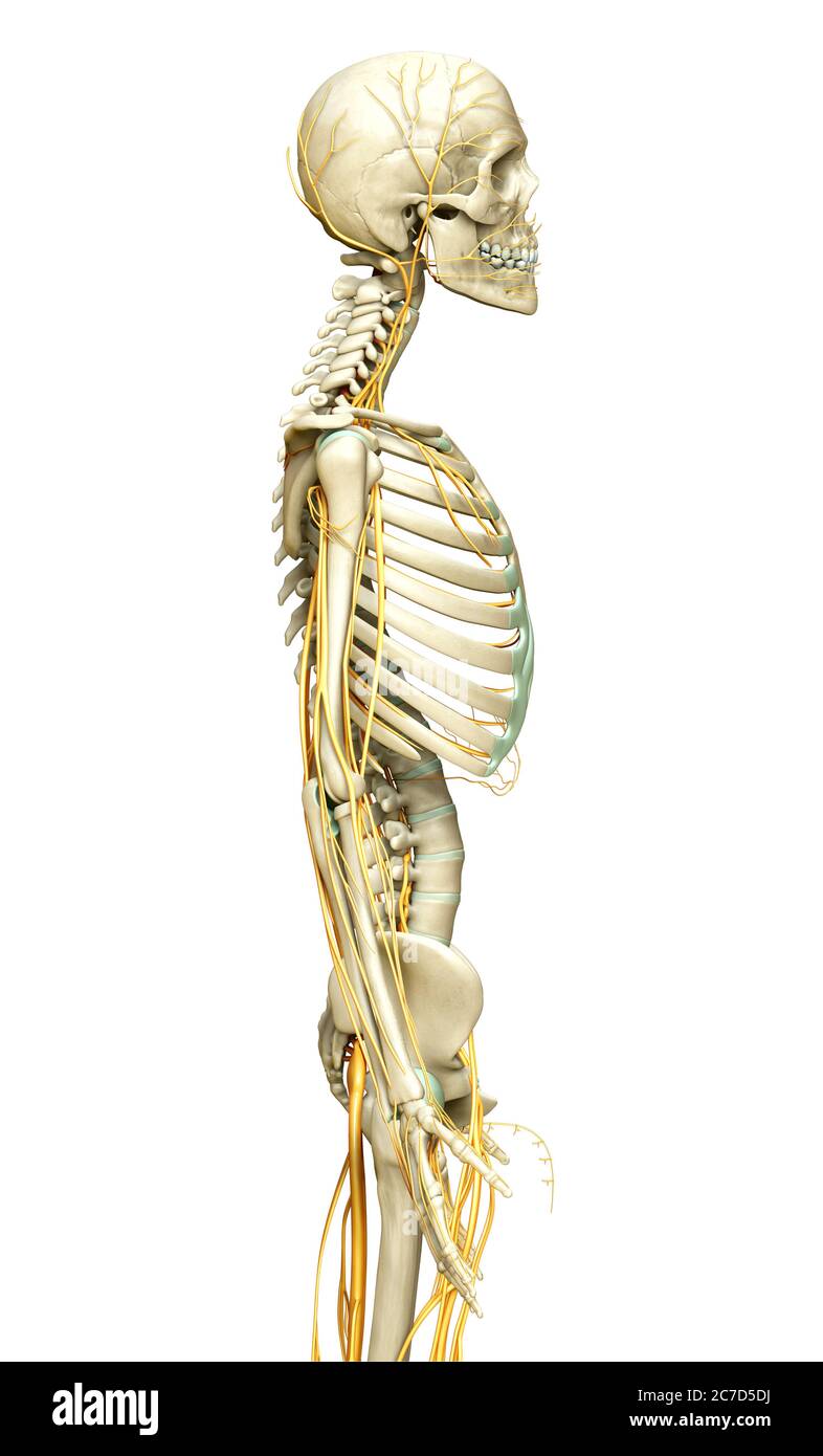 3d rendered medically accurate illustration of the nervous system and ...