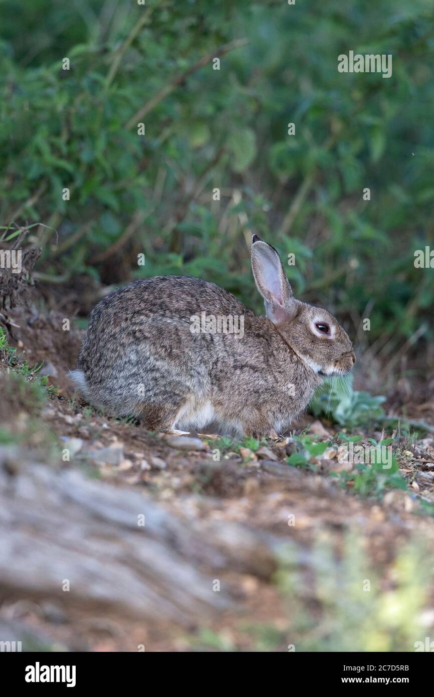 Rabbit (Oryctolagus cuniculus Stock Photo - Alamy