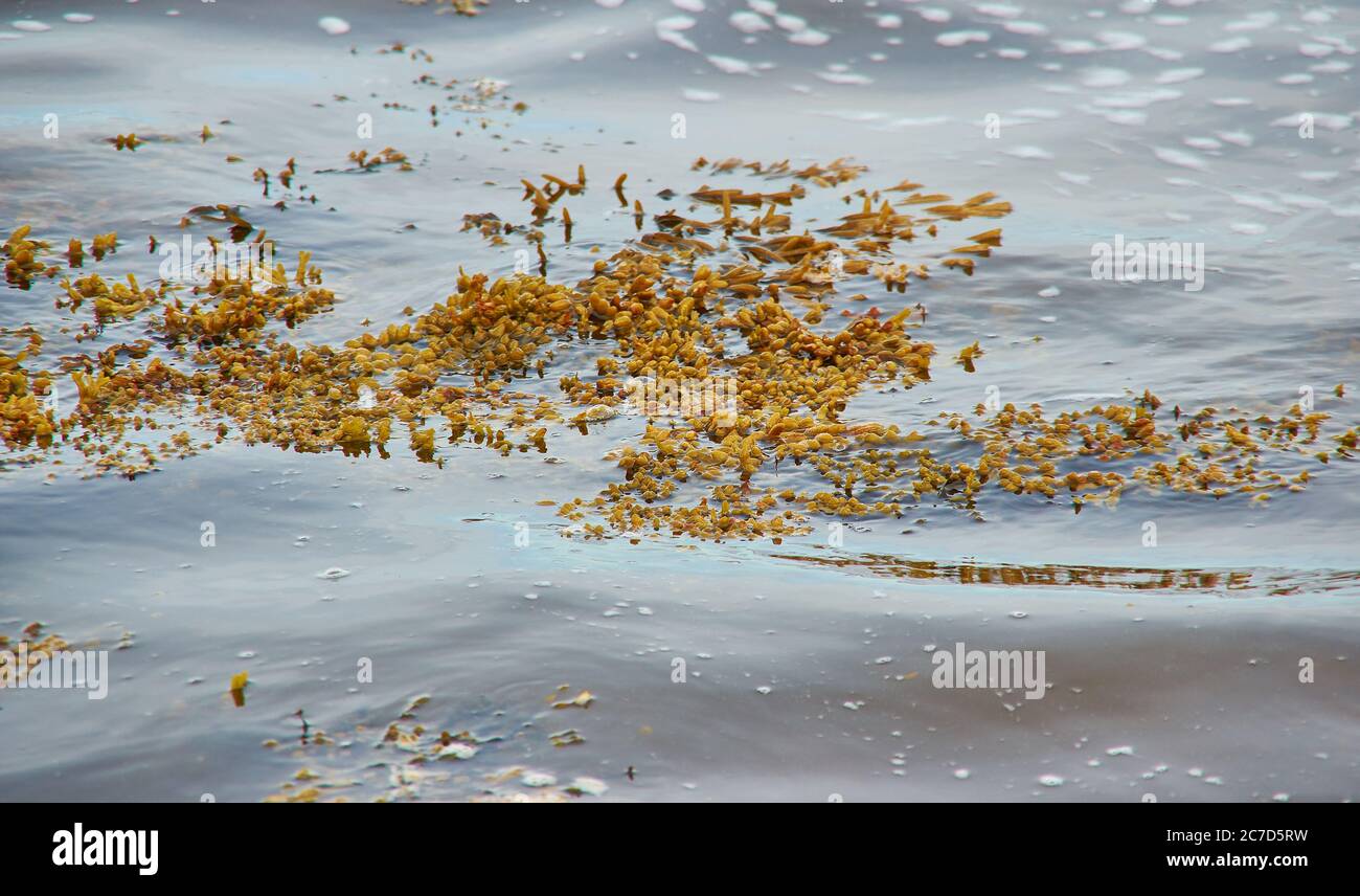 Fucus organism hi-res stock photography and images - Alamy