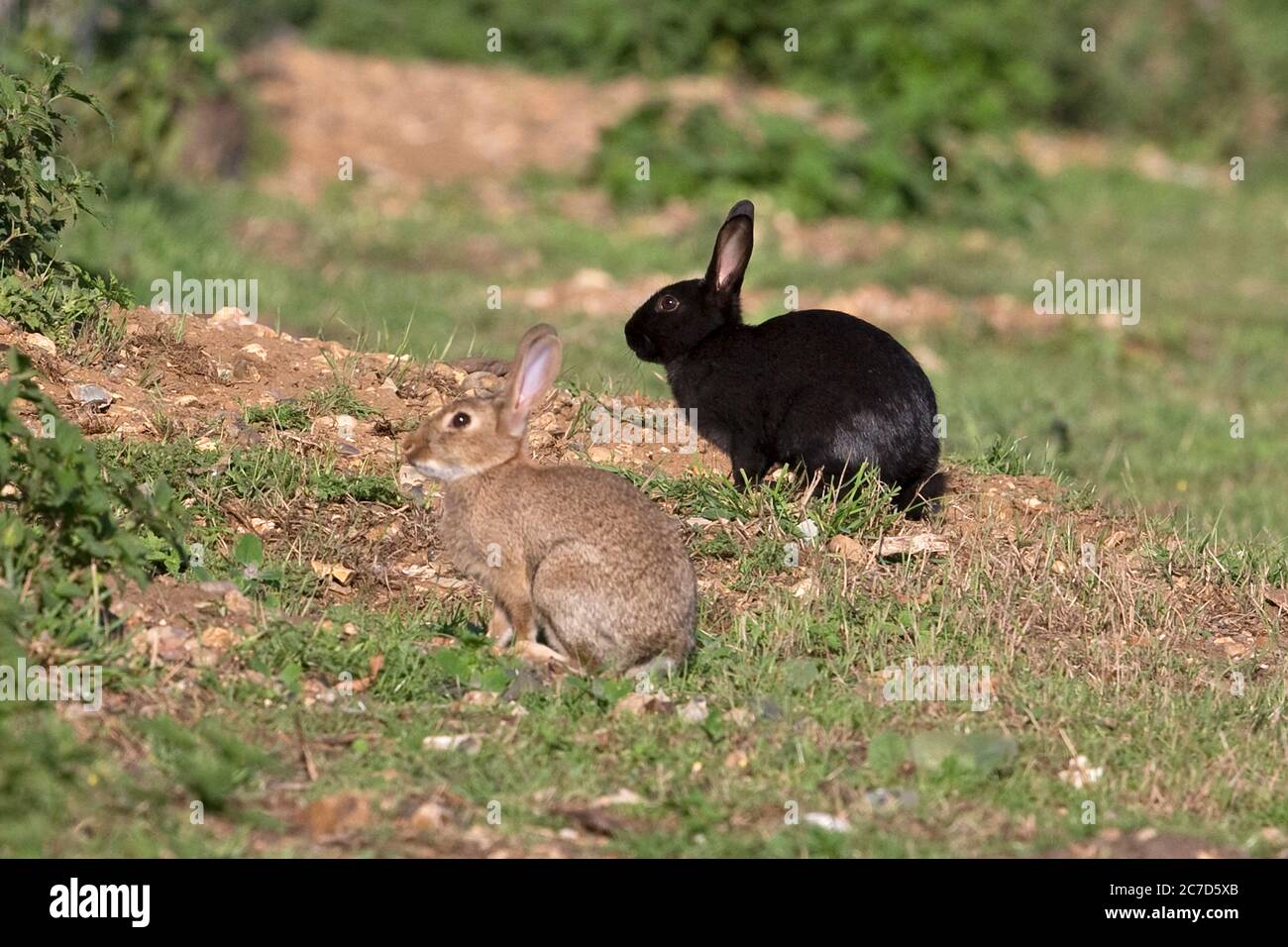 Rabbit (Oryctolagus cuniculus Stock Photo - Alamy