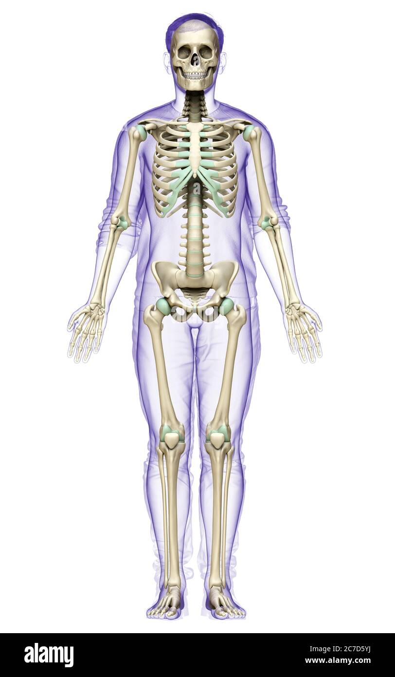 3d rendered, medically accurate illustration of a male skeleton system ...