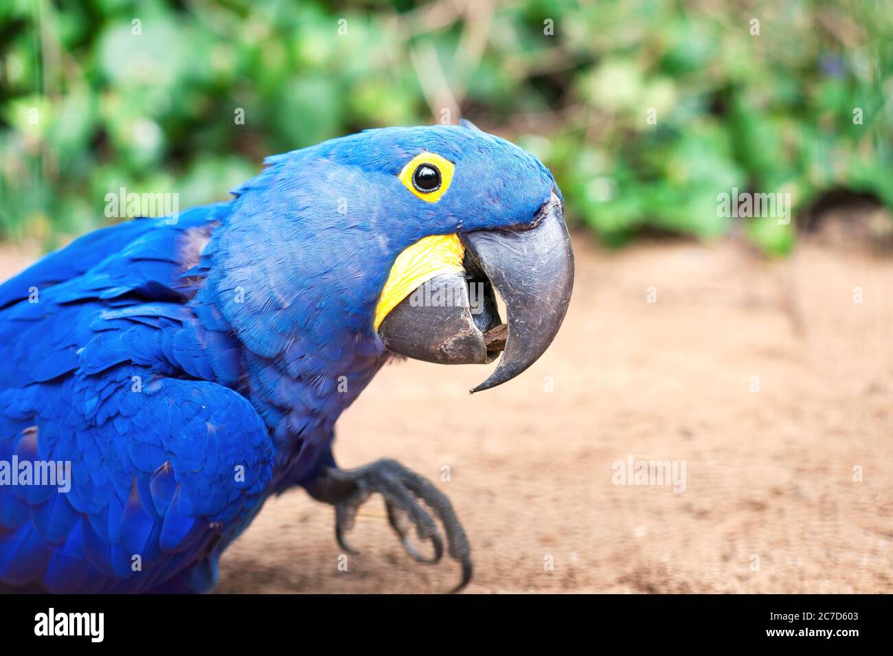 Big blue parrot - Hyacinth macaw in Prague zoo. (Anodorhynchus ...