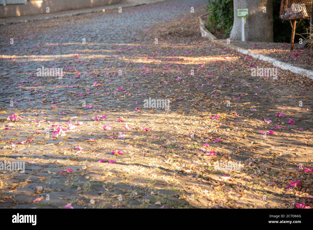 Cobblestone mall with flowers scattered on the floor. Small inland town ...