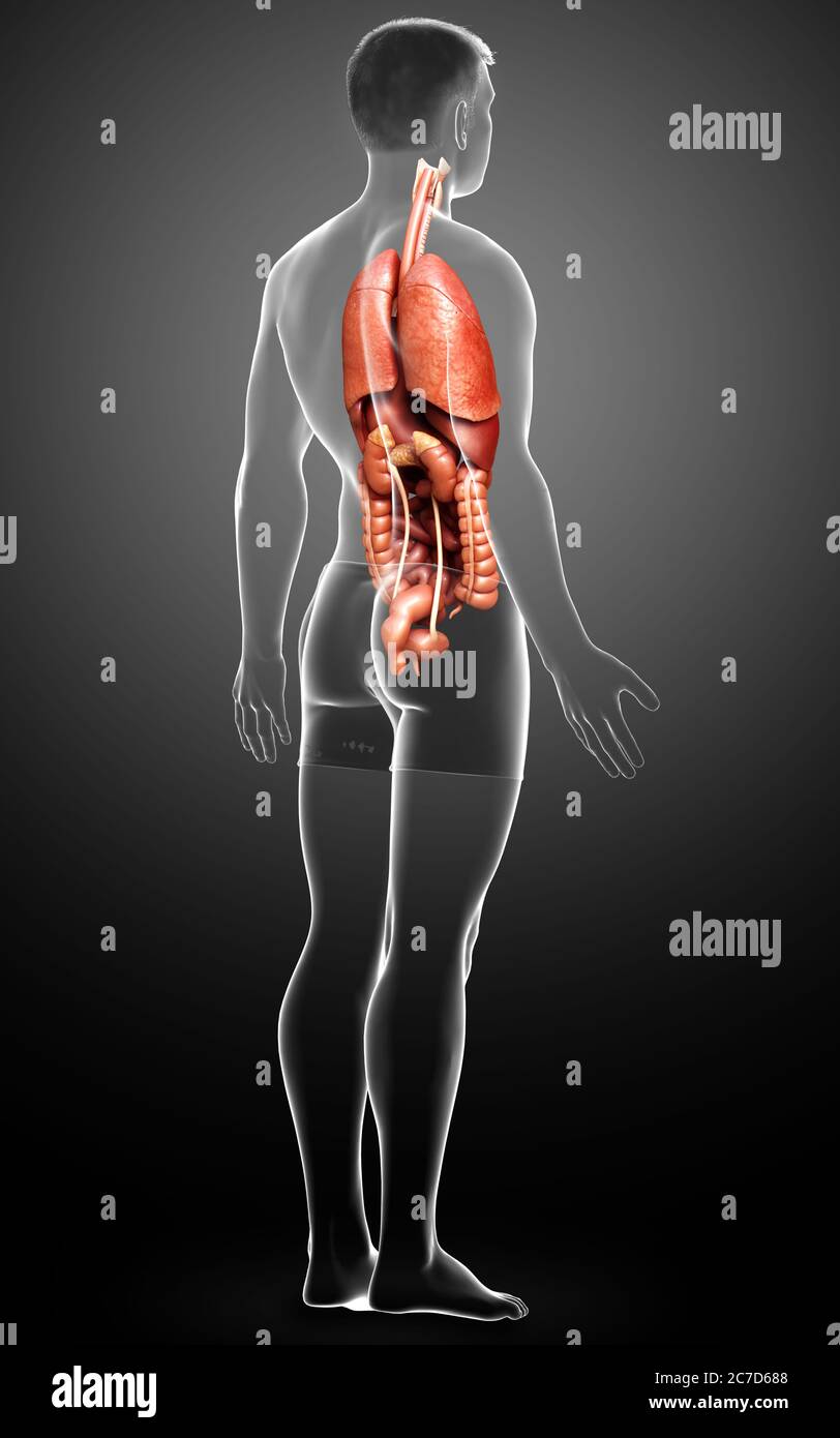 3d Rendered Medically Accurate Illustration Of Male Internal Organs