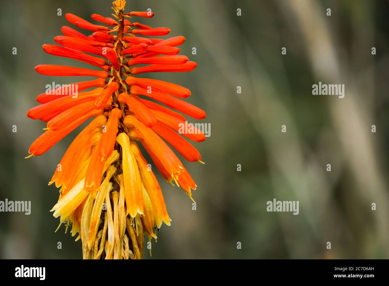 Red Hot Torch Lily Stock Photo - Alamy