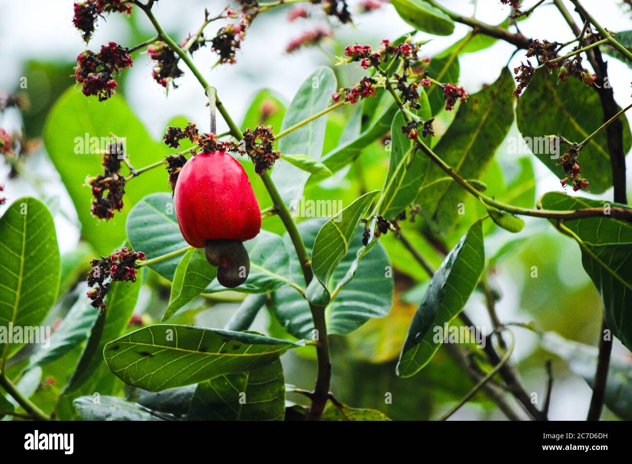 Cashews grow hi-res stock photography and images - Alamy